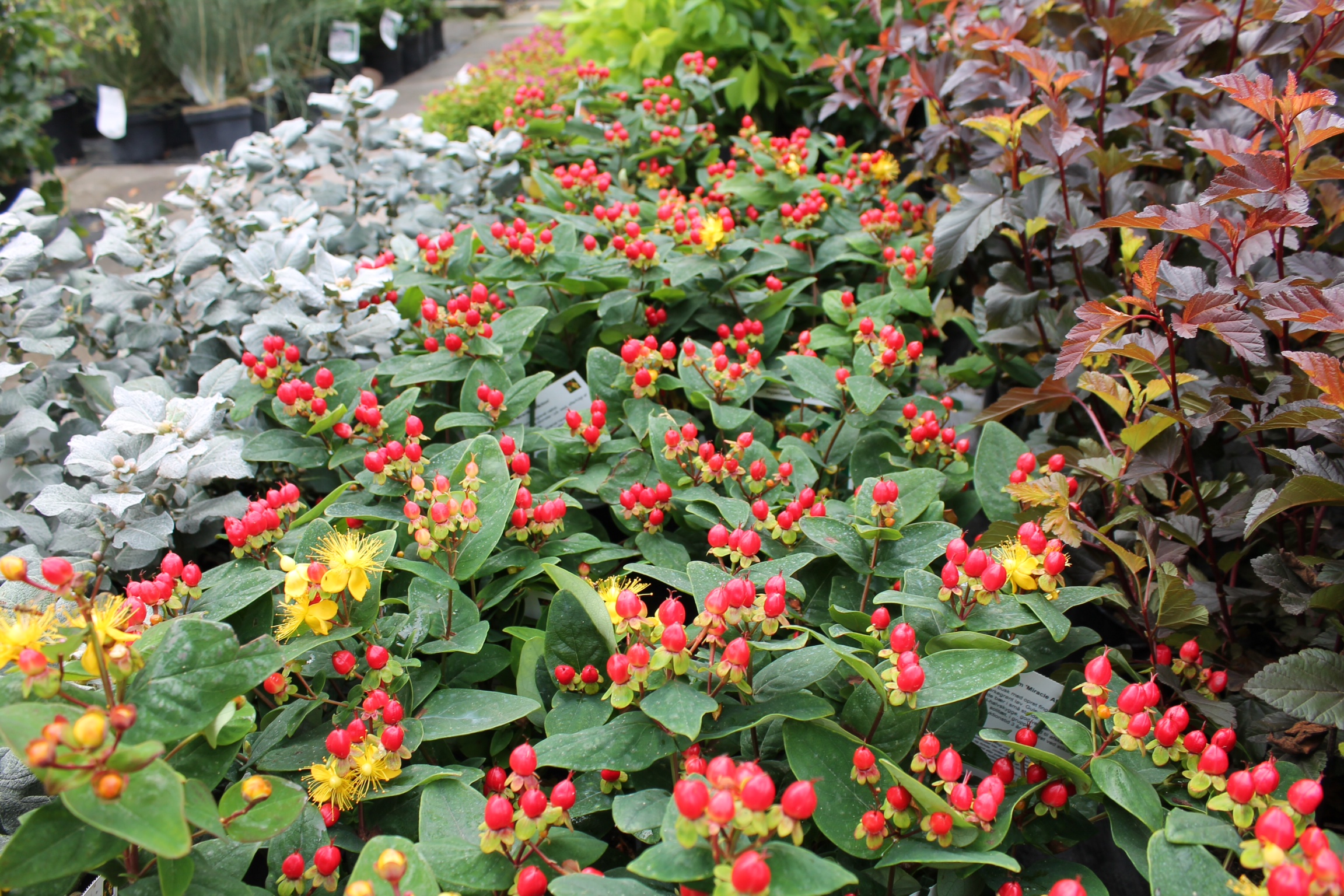 Hypericum “Miracle Attraction” | Planteskolen Bakken